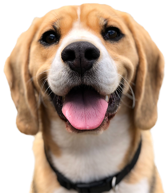 Hast du ein Tier? | Genially