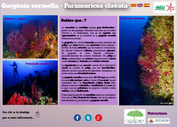 Gorgònia vermella - Paramuricea clavata