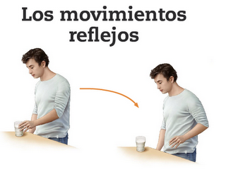 movimientos voluntarios y los reflejos | Genially