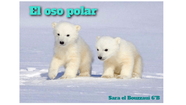 Oso Polar | Genially