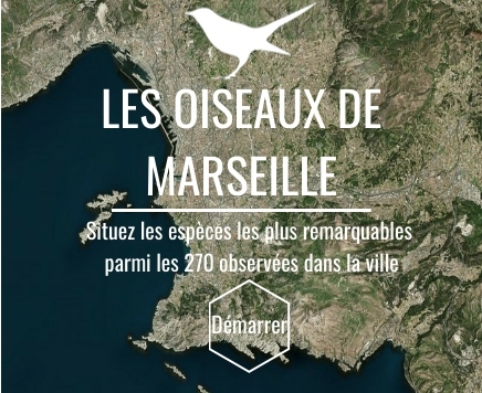 oiseaux marseille | Genially