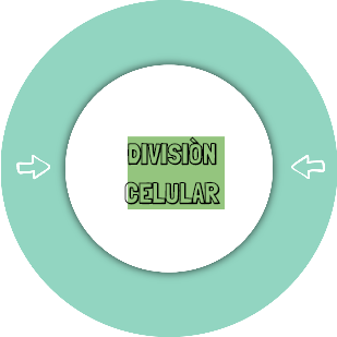 División Celular | Genially