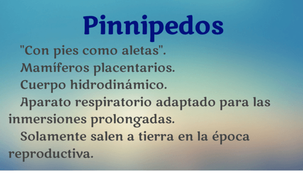 Pinnipedos