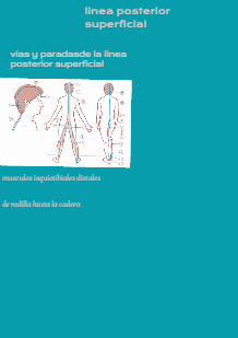 linea posterior superficial | Genially