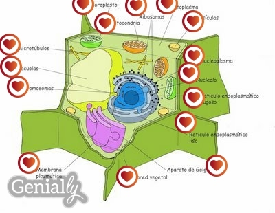 LA CELULA | Genially