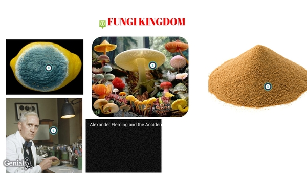 FUNGI KINGDOM | Genially
