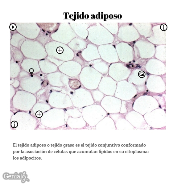 Tejido Conectivo Adiposo Etiquetado