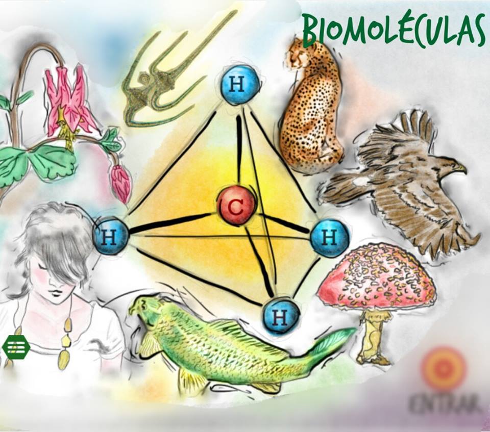infografia biomoleculas