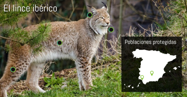 Infografía: el lince ibérico | Genially