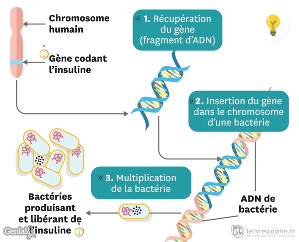 La transgénèse | Genially