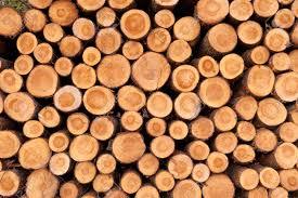 TRANSPARENT | Genially