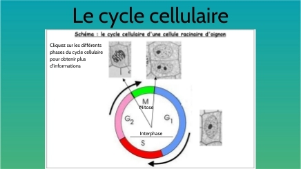 1èreS - cycle cellulaire | Genially