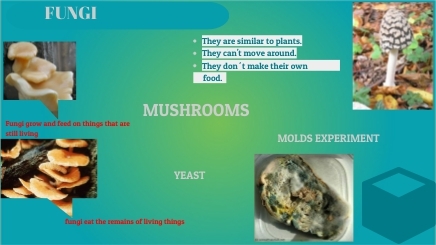 FUNGI KINGDOM INFOGRAPHY | Genially