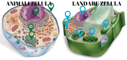 ANIMALI ETA LANDARE ZELULA