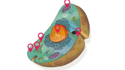 ANIMALI-ZELULA | Genially