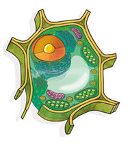 LANDARE-ZELULA | Genially