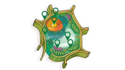 LANDARE-ZELULA | Genially