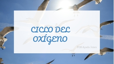 ciclo del oxigeno | Genially