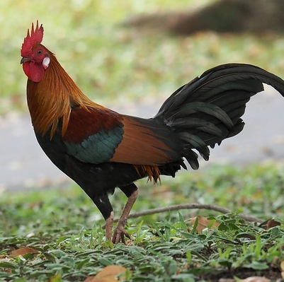 ESP_HOROSCOPO CHINO | Genially