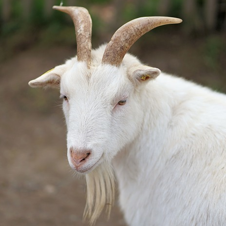 ESP_HOROSCOPO CHINO | Genially