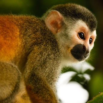 ESP_HOROSCOPO CHINO | Genially