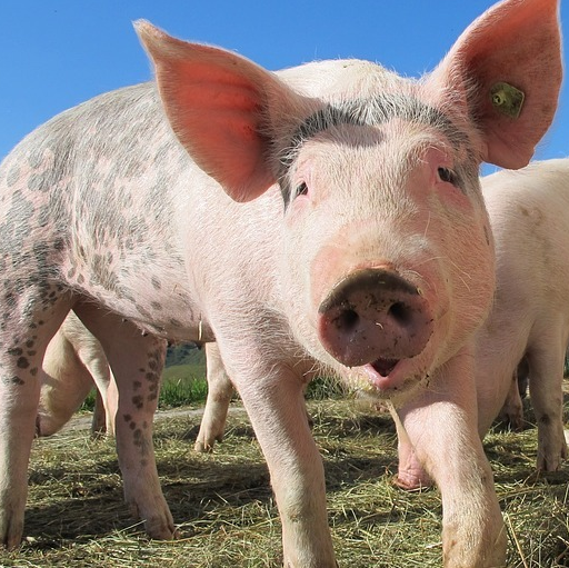 ESP_HOROSCOPO CHINO | Genially