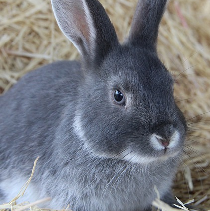 ESP_HOROSCOPO CHINO | Genially