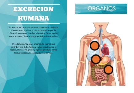 excrecion | Genially