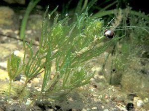 evolucion de las plantas | Genially