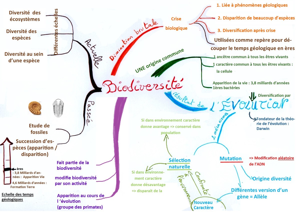 Carte mentale biodiversité et évolution | Genially