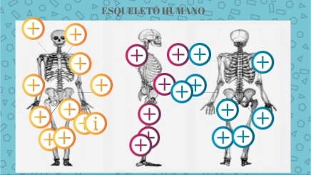 HUESOS DEL ESQUELETO HUMANO | Genially