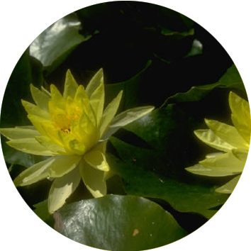 Polinización | Genially