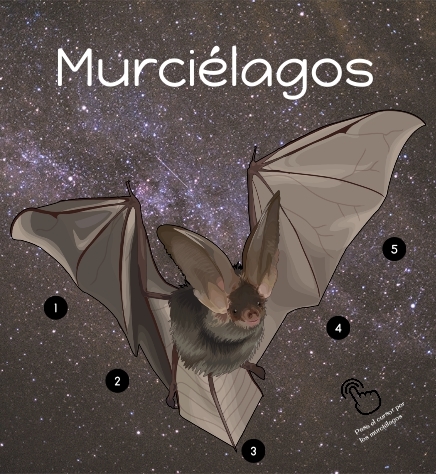 murciélagos
