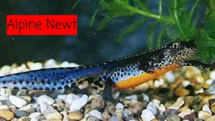 Alpine Newt