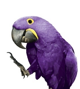 Buster Bling Newspaper | Genially