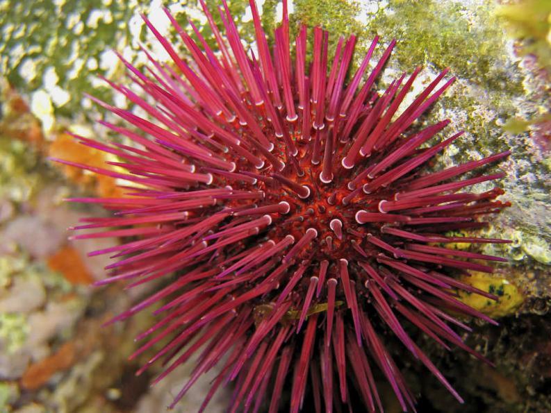 NUTRICIÓN DE LOS EQUINODERMOS | Genially