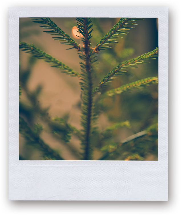 MS 12 Days of Techmas 2024 | Genially