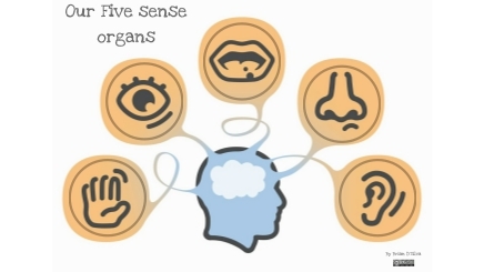 The Five sense organs | Genially