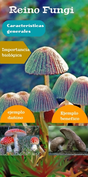 infografia de reino fungi | Genially