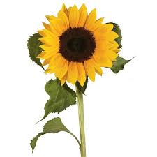 Augalo dalys | Genially